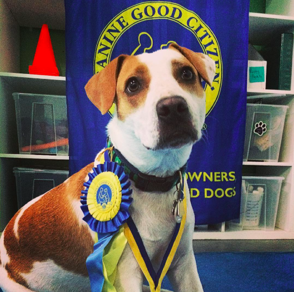 Level 1 Obedience Group Class - Applause Your Paws Canine Training Center