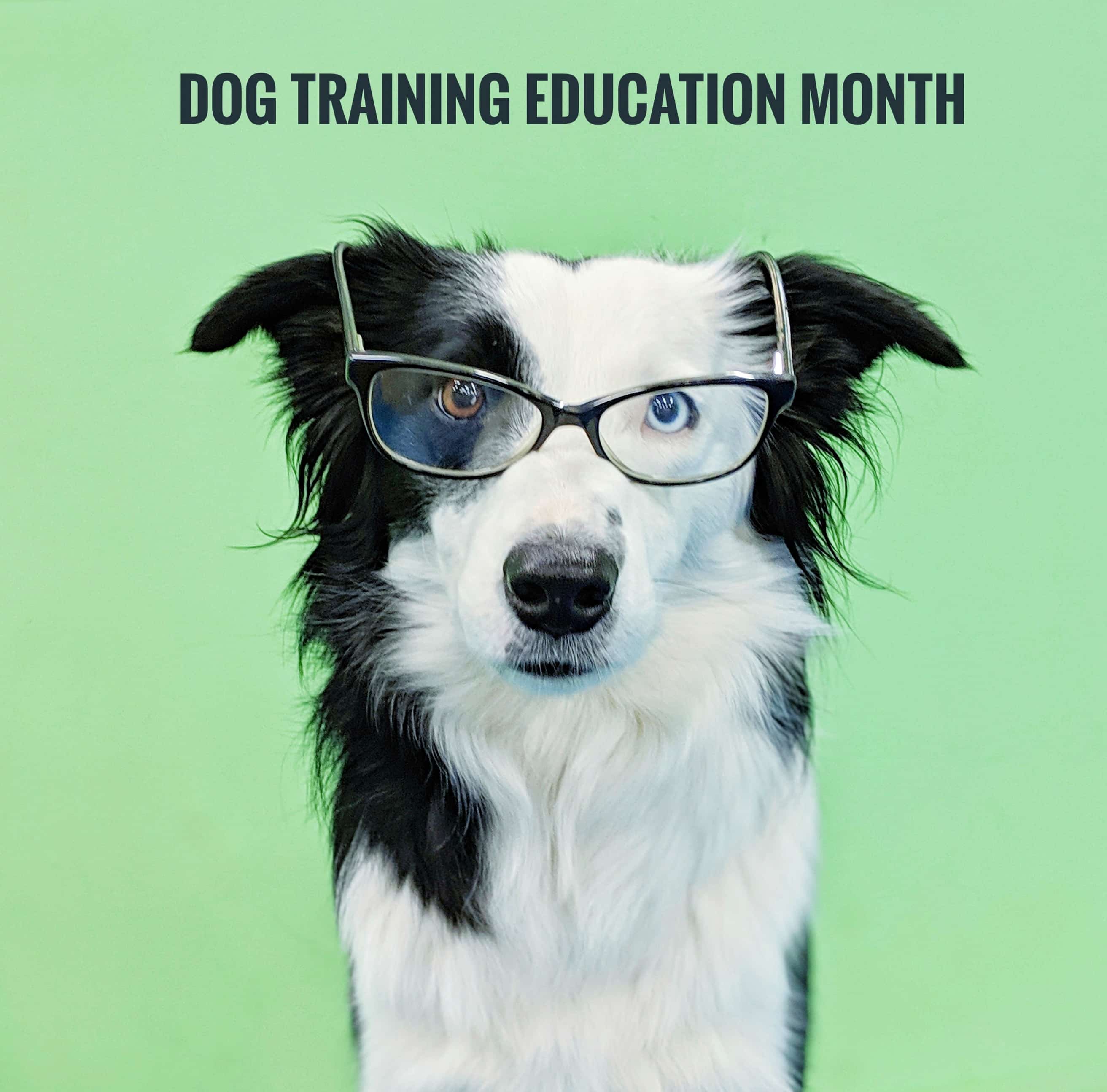 Challenge Accepted: Dog Training Education Month - Applause Your Paws ...