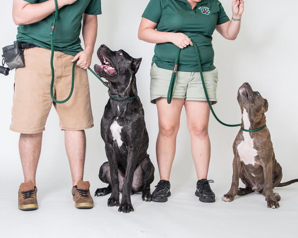 About Our Professional Dog Trainers | Applause Your Paws