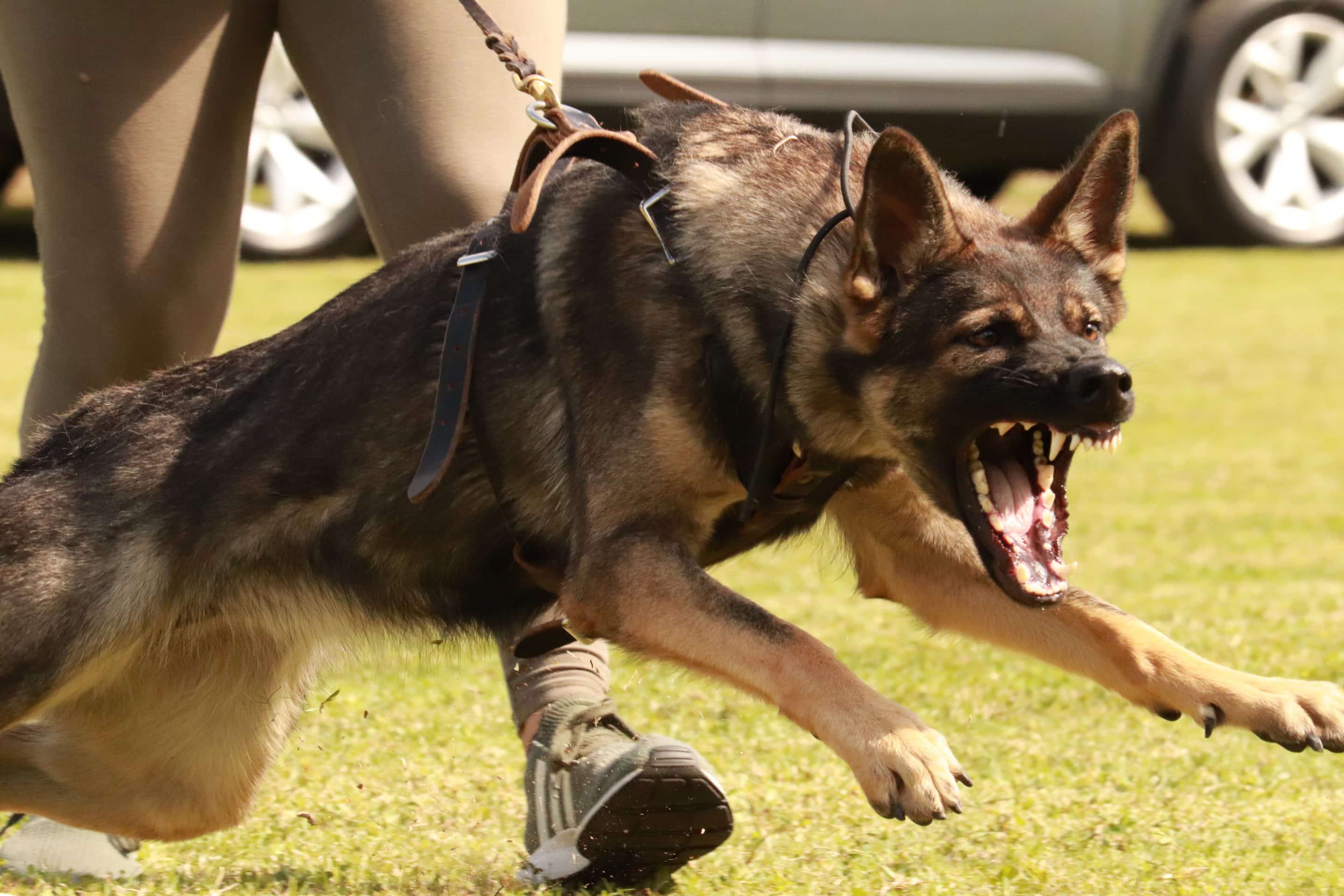 Working Lines vs. Pet dogs: There is a Difference. - Applause Your Paws ...