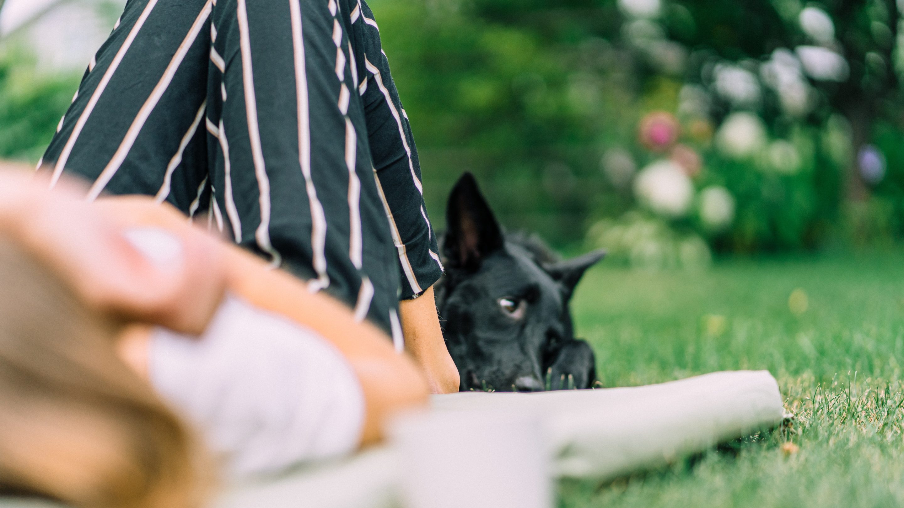 How can I teach my dog to relax?