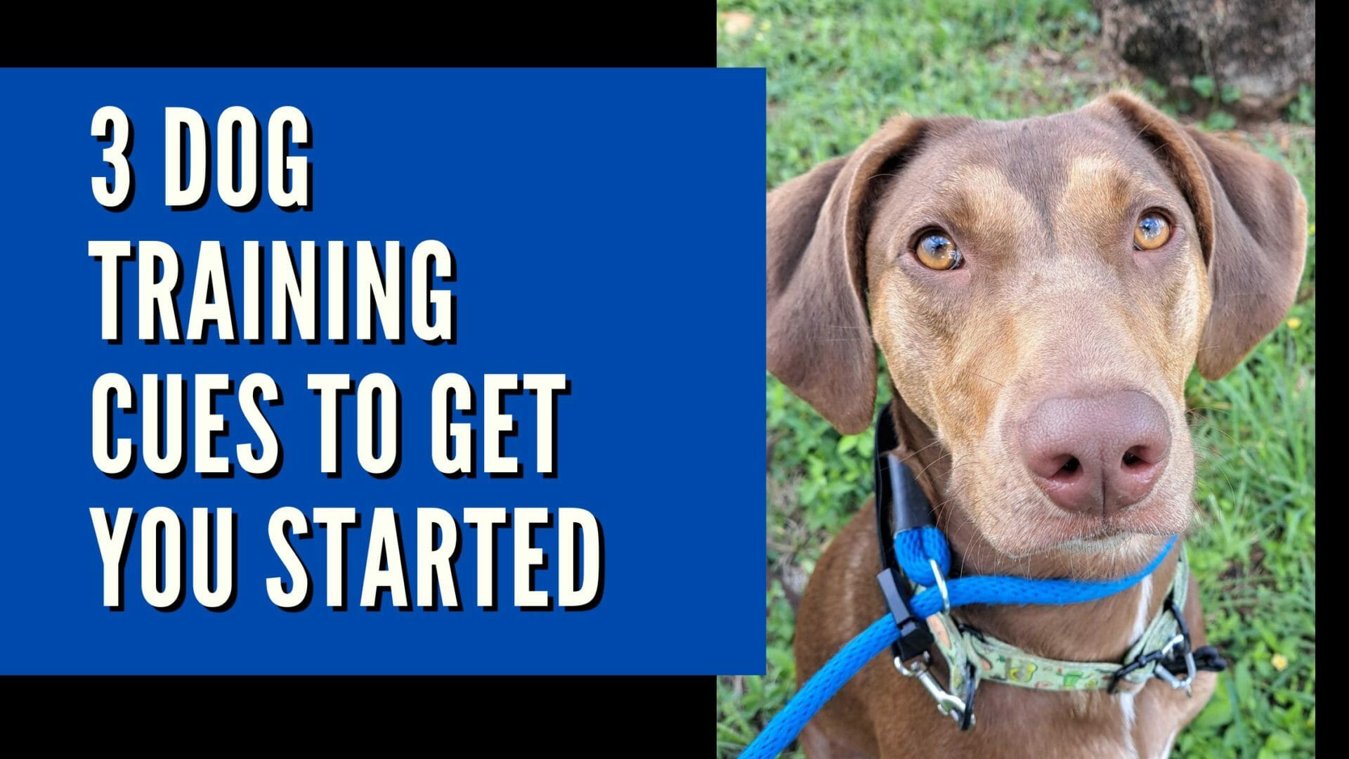 Three dog training cues to get you started