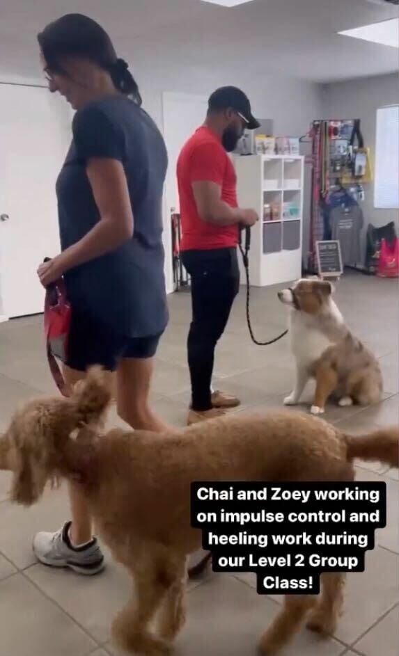 Group Classes - Applause Your Paws Canine Training Center