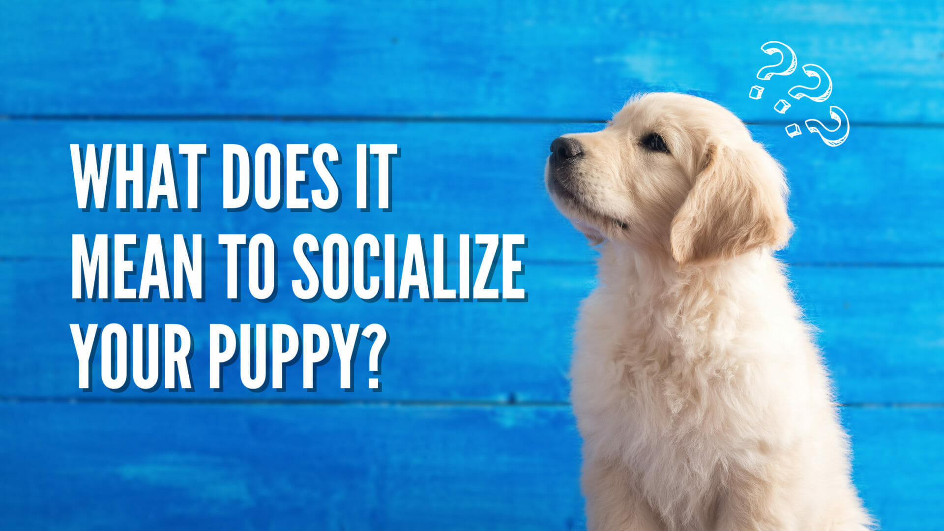 What is puppy socialization? - Applause Your Paws Dog Training Blog