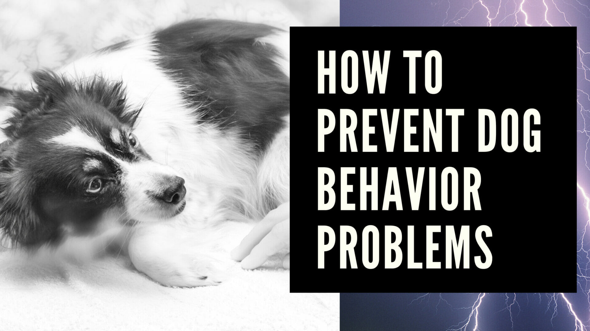 How to prevent dog behavior problems