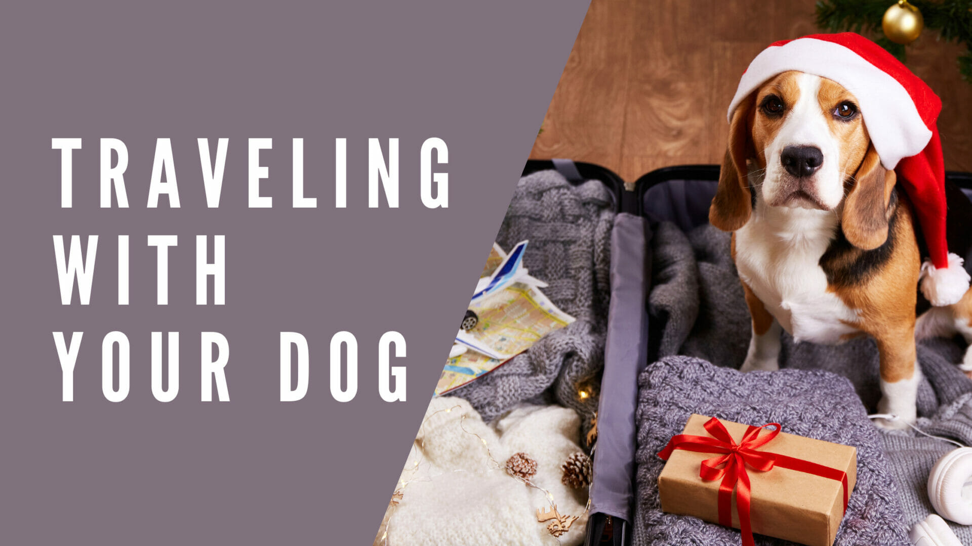 Holiday Travel with Your Dog