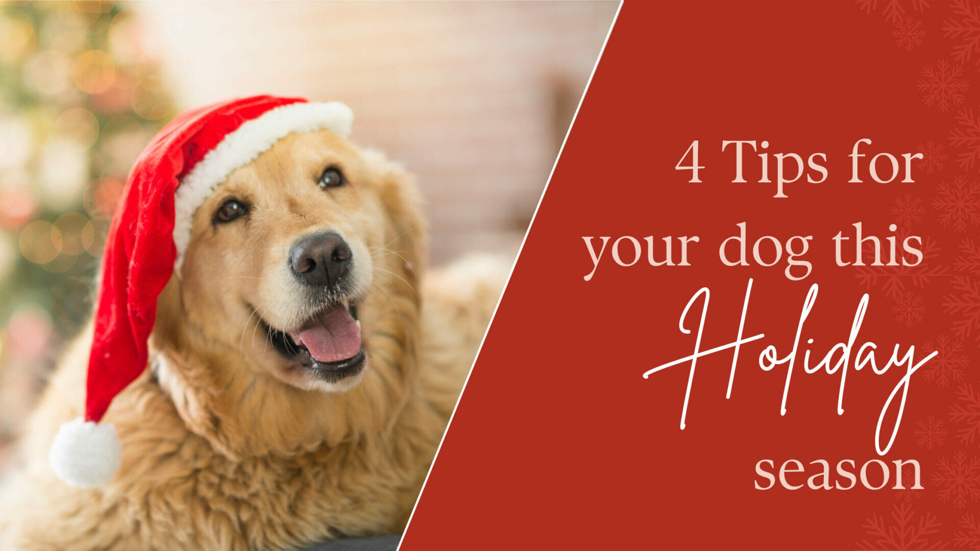 4 Tips for your dog this Holiday Season - Applause Your Paws Miami ...