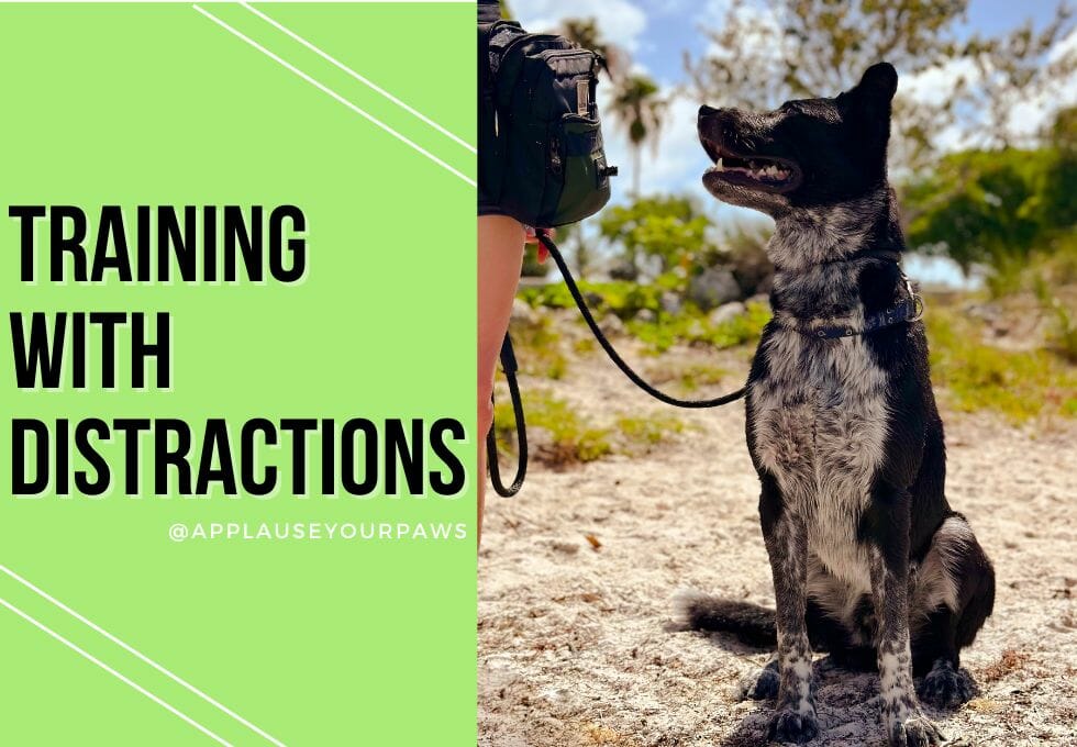 Training Your Dog Around Distractions - Miami Dog and Puppy Training