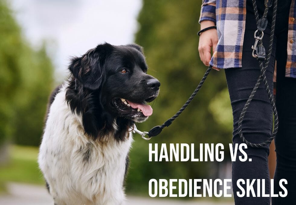 Handling vs. Obedience - Dog Training in Miami Florida