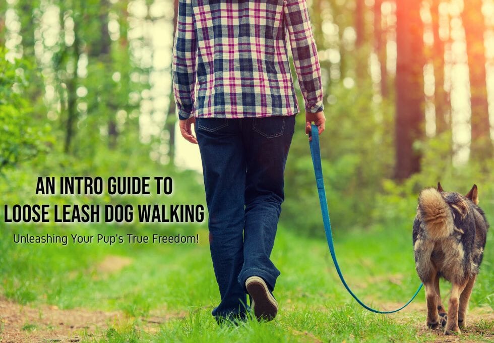 A Guide to Effortless Loose Leash Dog Walking: Unleashing Your Pup's ...